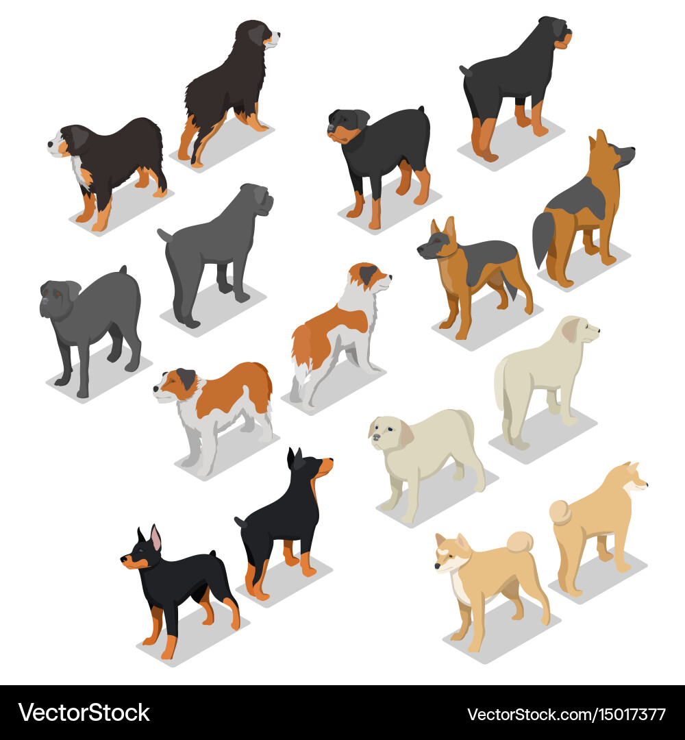Isometric Dog Breed Collection Royalty Free Vector Image