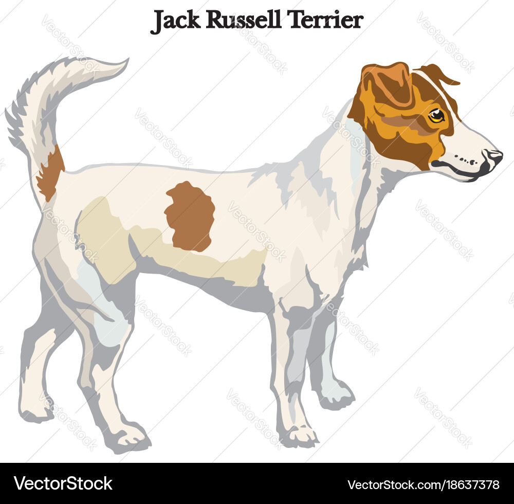Jack russell terrier Royalty Free Vector Image