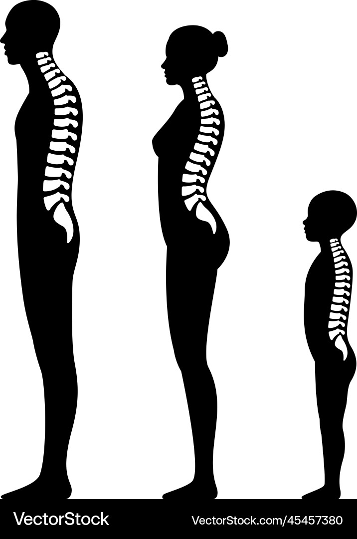 Human spine black and white Royalty Free Vector Image