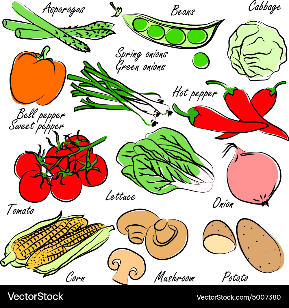 Vegetables Royalty Free Vector Image - VectorStock