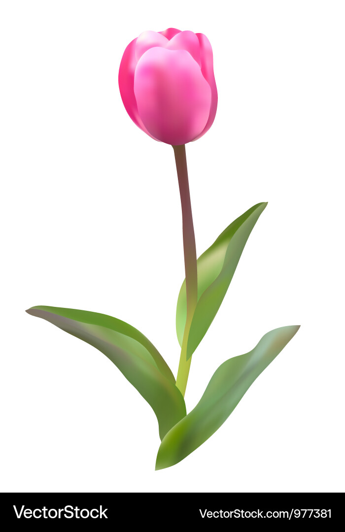 Pink tulip Royalty Free Vector Image - VectorStock