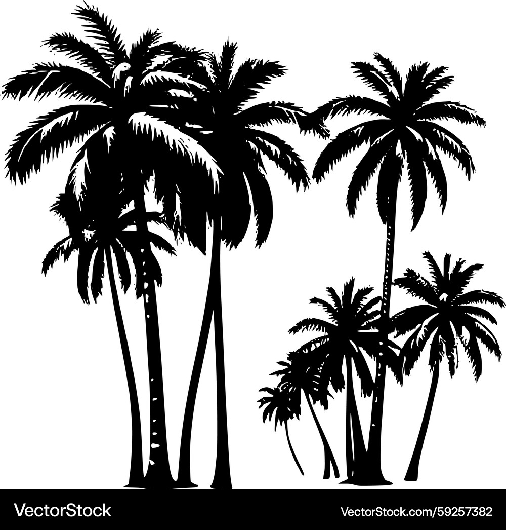 Palm Tree Silhouette - Black and White – Royalty-Free Vector | VectorStock