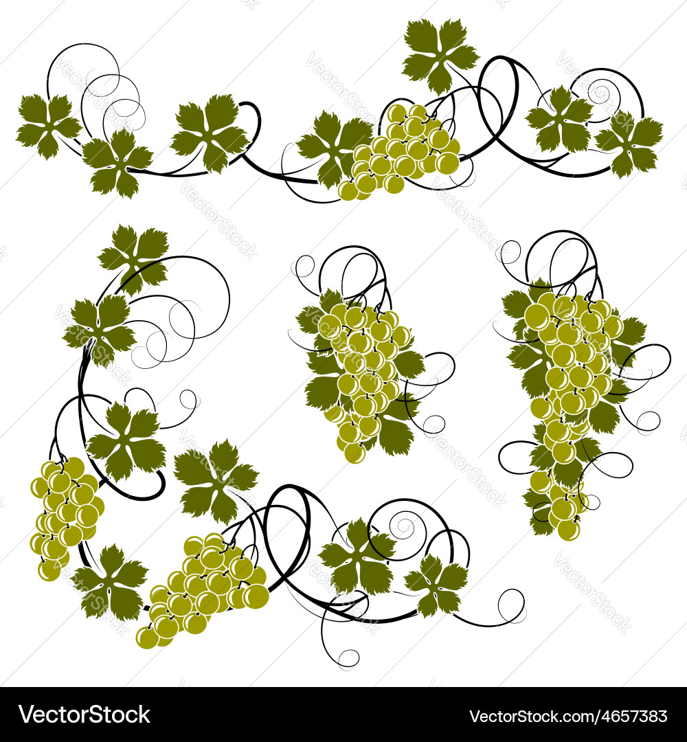 Set from the vine Royalty Free Vector Image - VectorStock