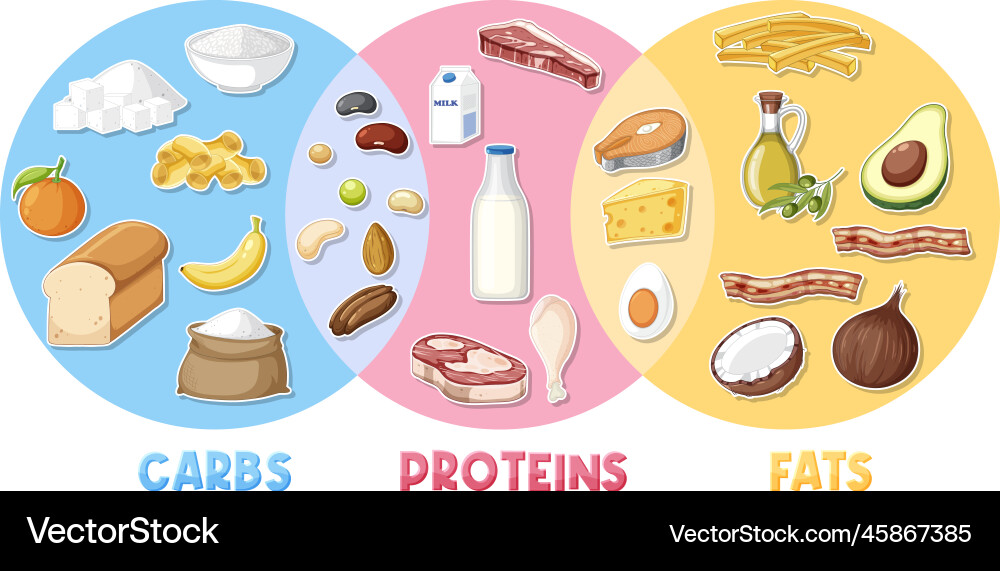 Main food groups macronutrients Royalty Free Vector Image