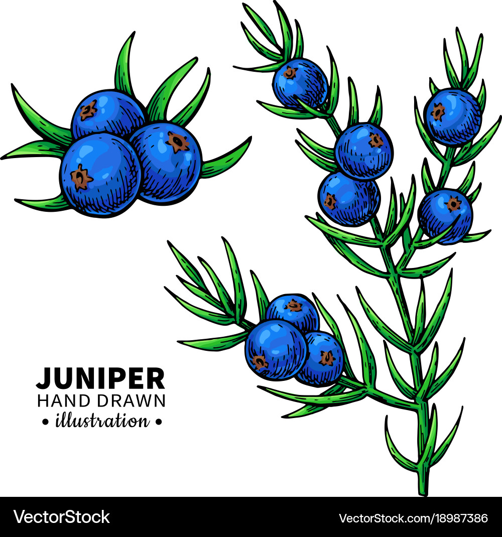 Juniper drawing isolated vintage Royalty Free Vector Image