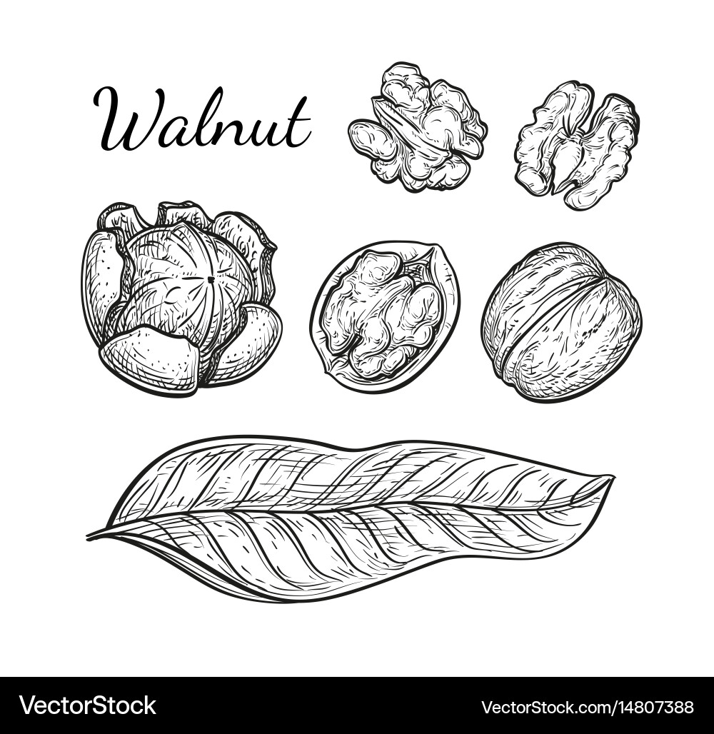 Ink sketch of walnuts Royalty Free Vector Image