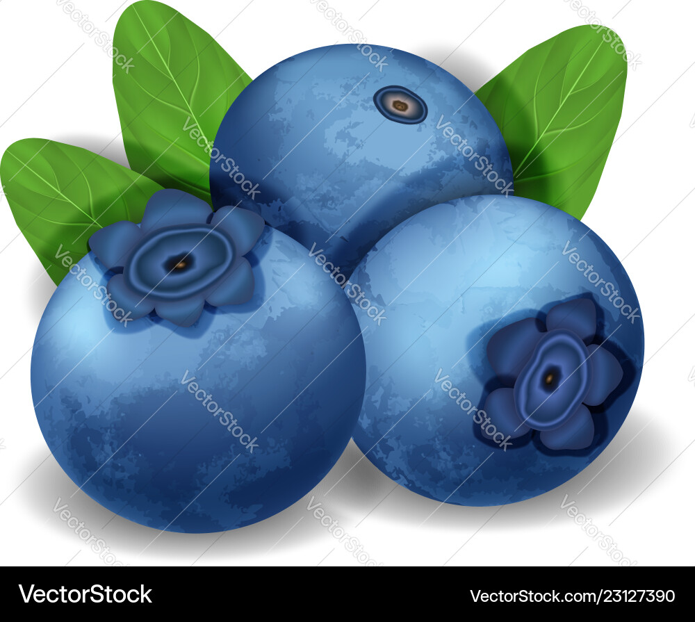 Blueberry icon realistic style Royalty Free Vector Image