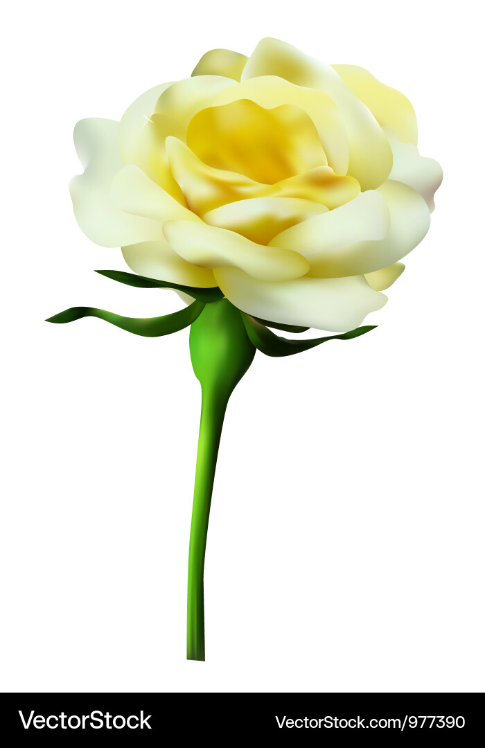 Yellow rose Royalty Free Vector Image - VectorStock