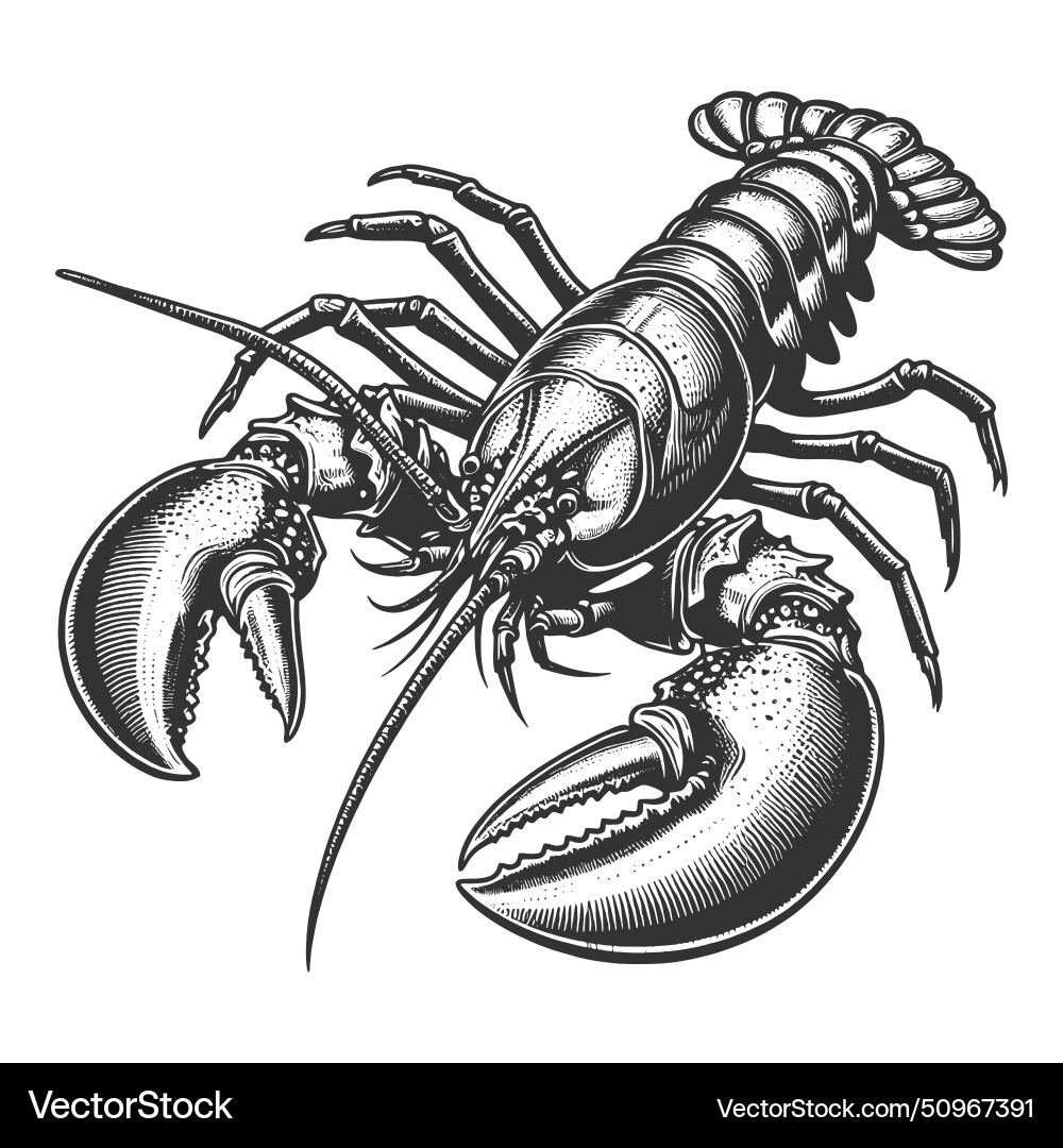 Lobster engraving sketch Royalty Free Vector Image