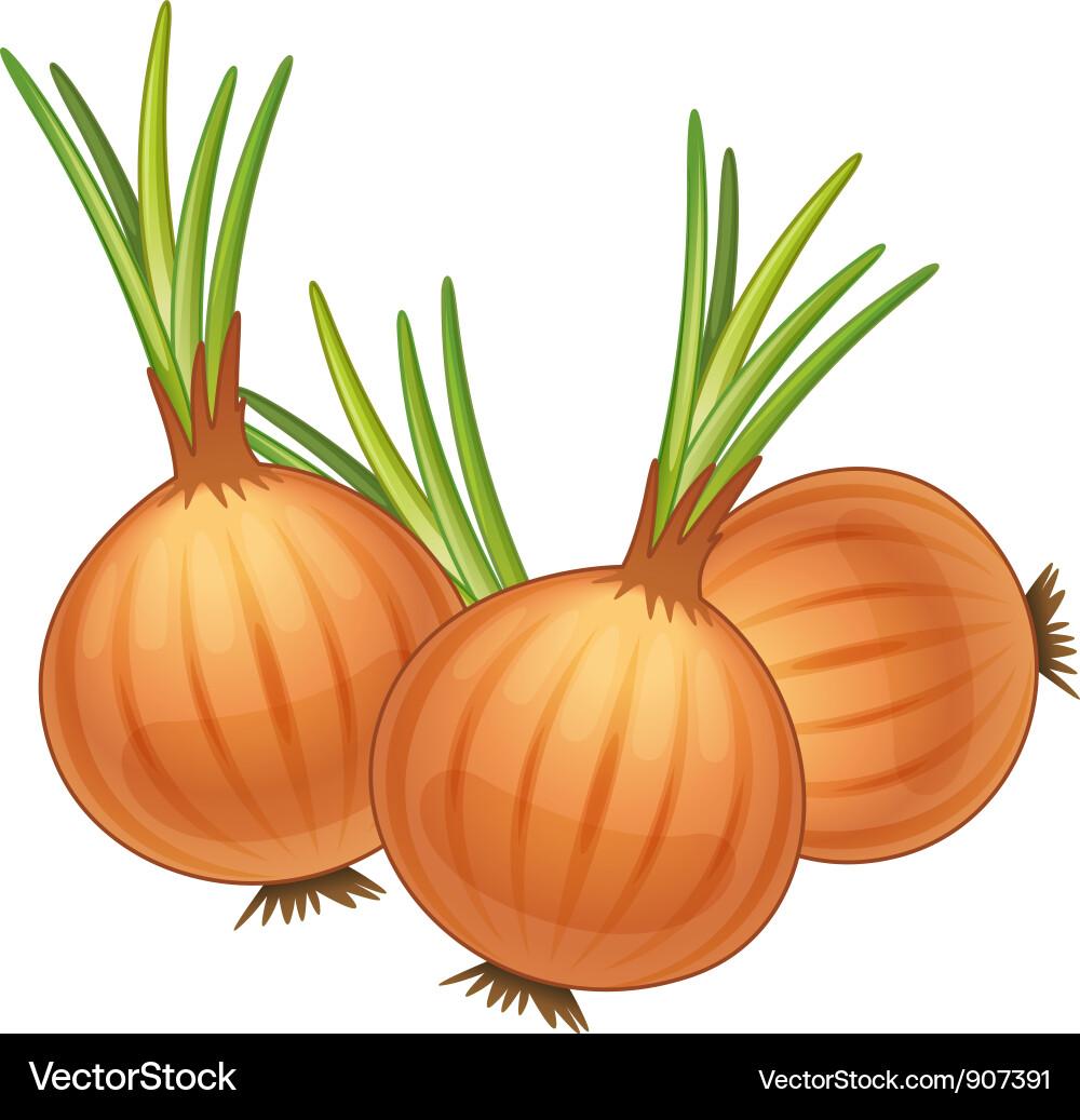 Onions Royalty Free Vector Image - VectorStock