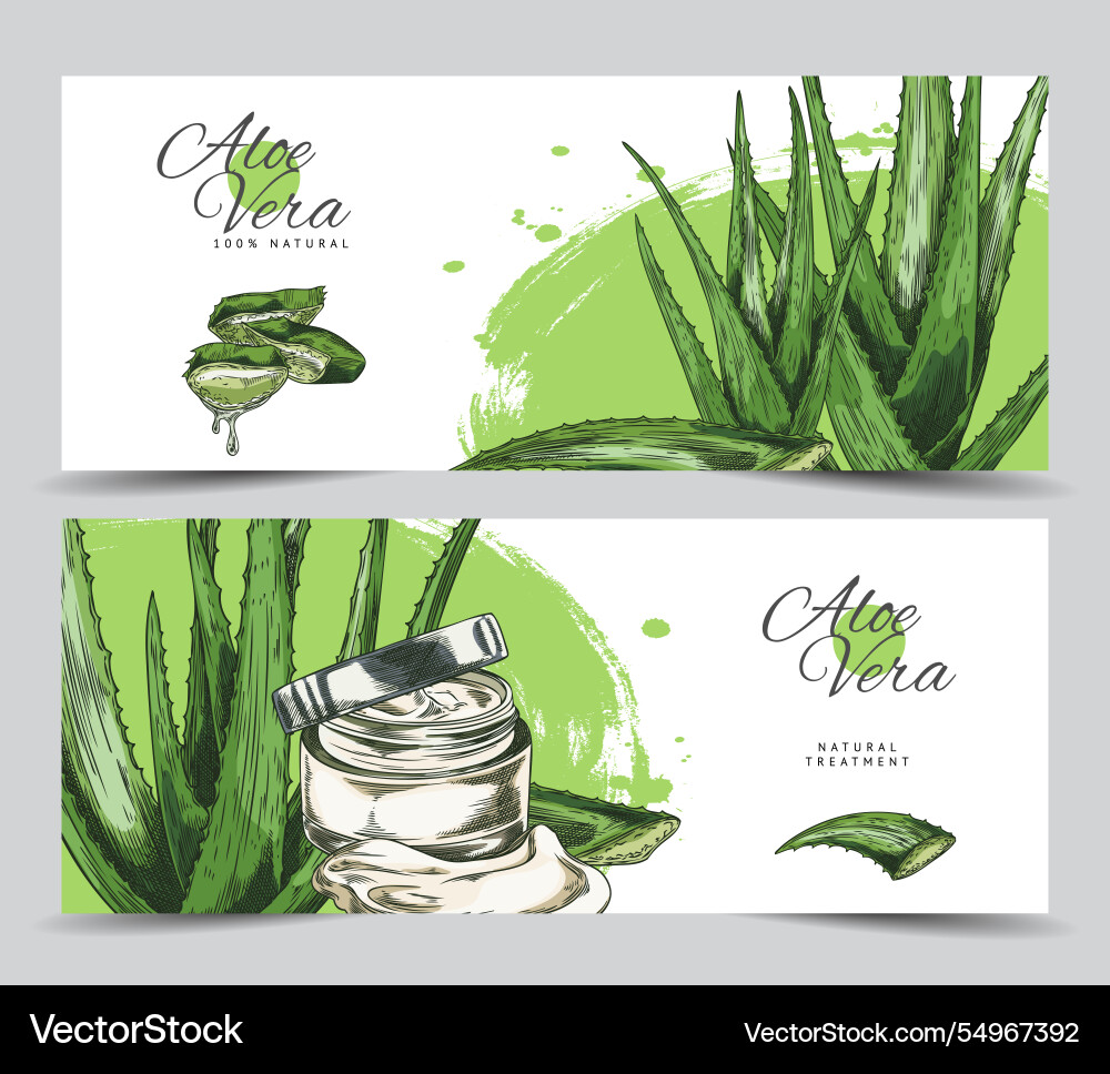 Posters with aloe vera green leaves Royalty Free Vector