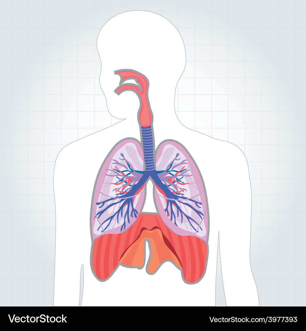 Human Lungs Anatomie Atemsystem Lizenzfreies Vektorbild