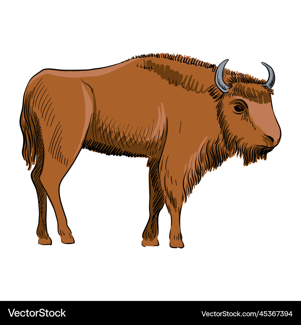 Drawing animal european bison Royalty Free Vector Image