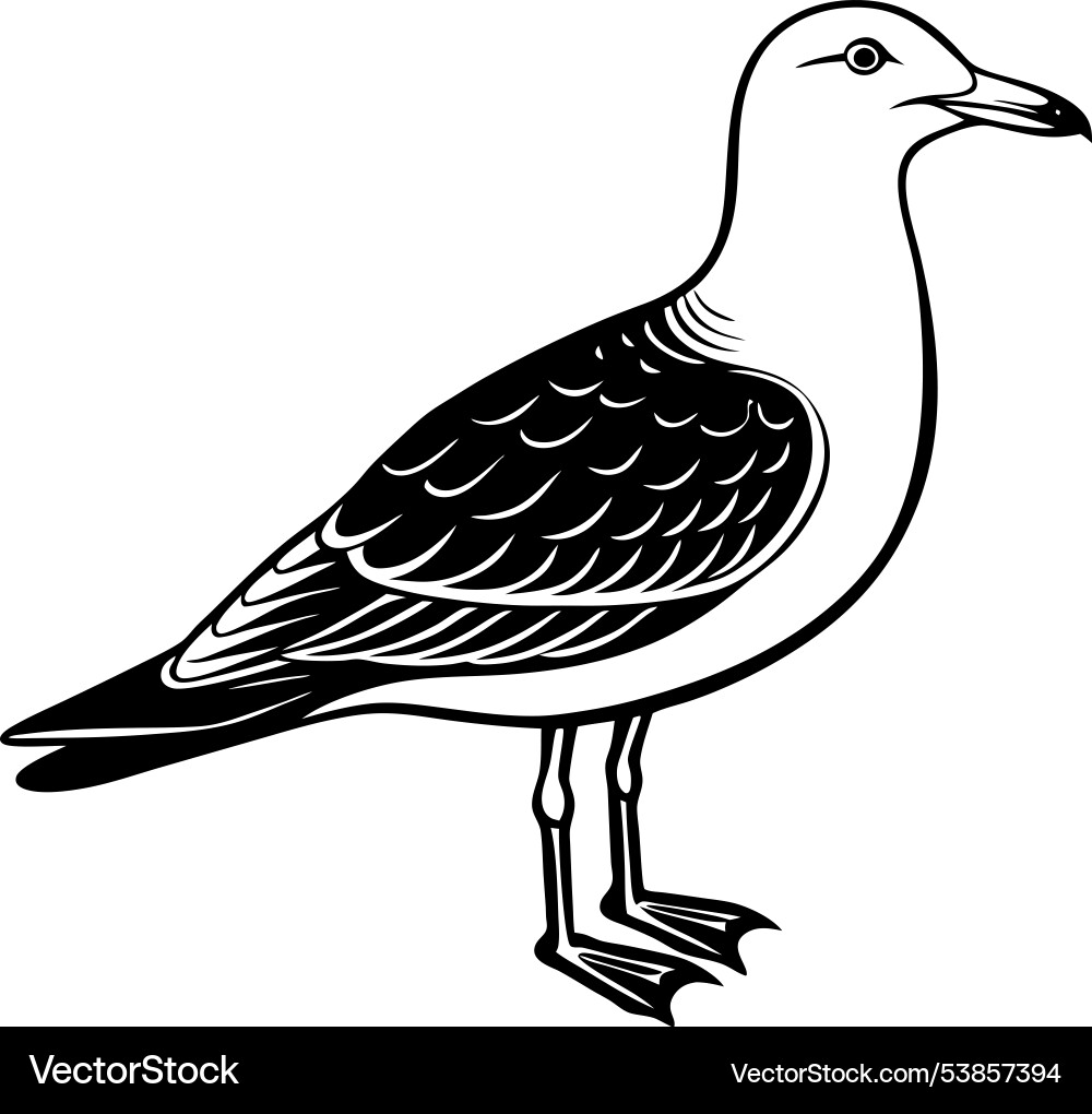 Seagull silhouette Royalty Free Vector Image - VectorStock
