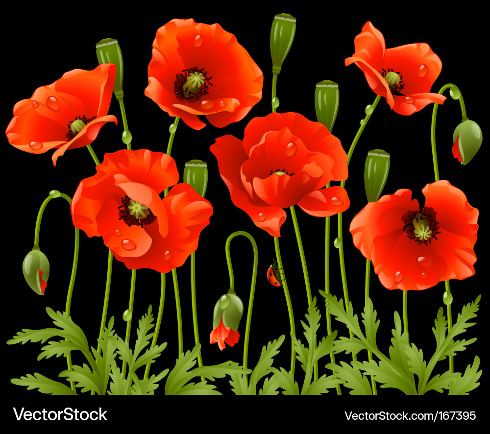 Spring flowers poppy Royalty Free Vector Image