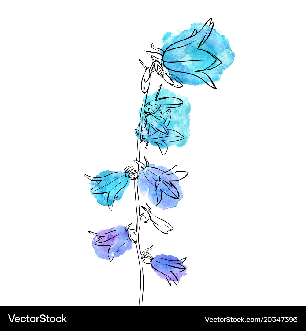 Drawing bell flower Royalty Free Vector Image - VectorStock