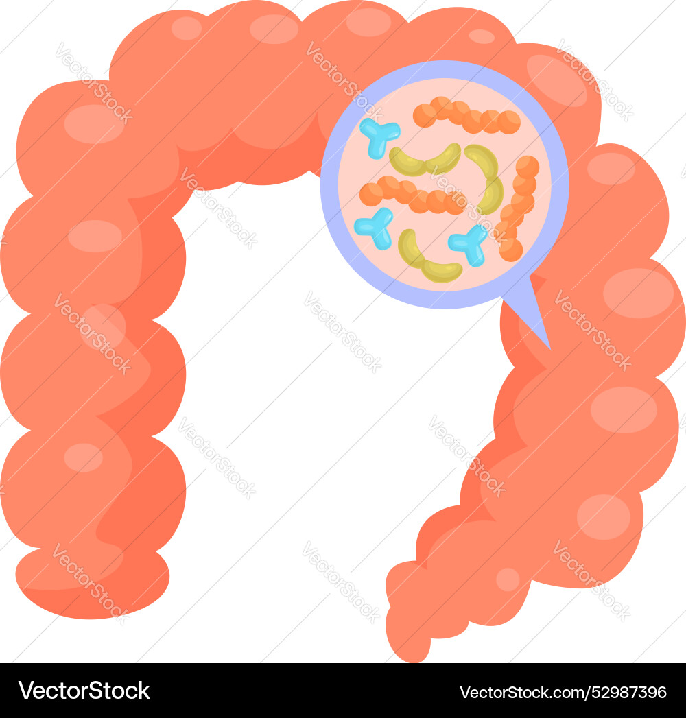 Human large intestine showing microbiome bacteria Vector Image