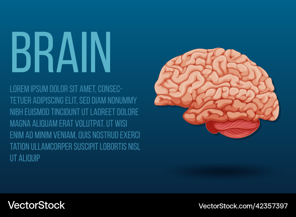 Human internal organ with brain Royalty Free Vector Image