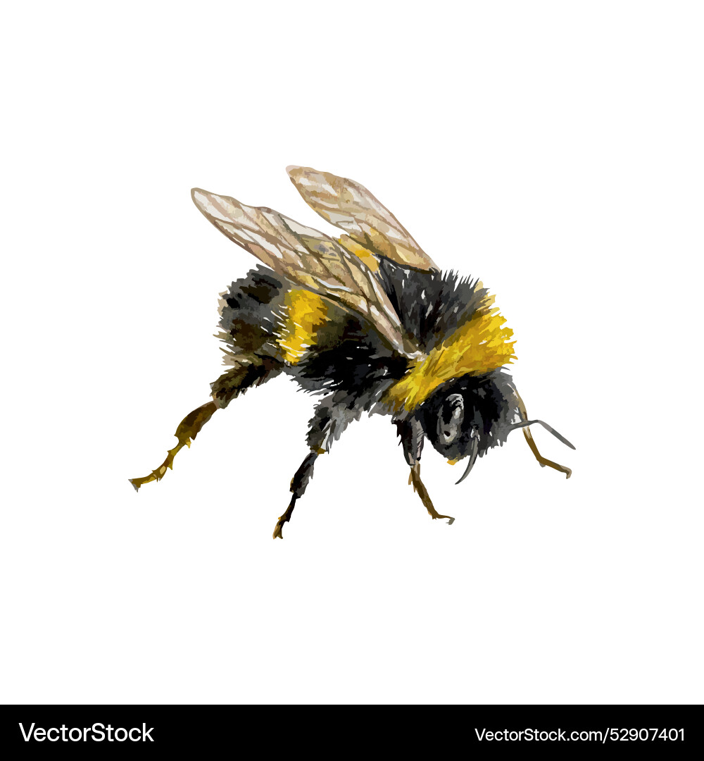 Bumblebee watercolor sitting insect Royalty Free Vector