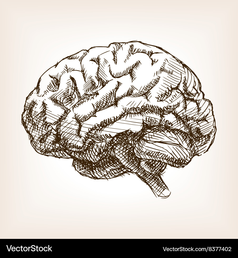 Human brain sketch style Royalty Free Vector Image