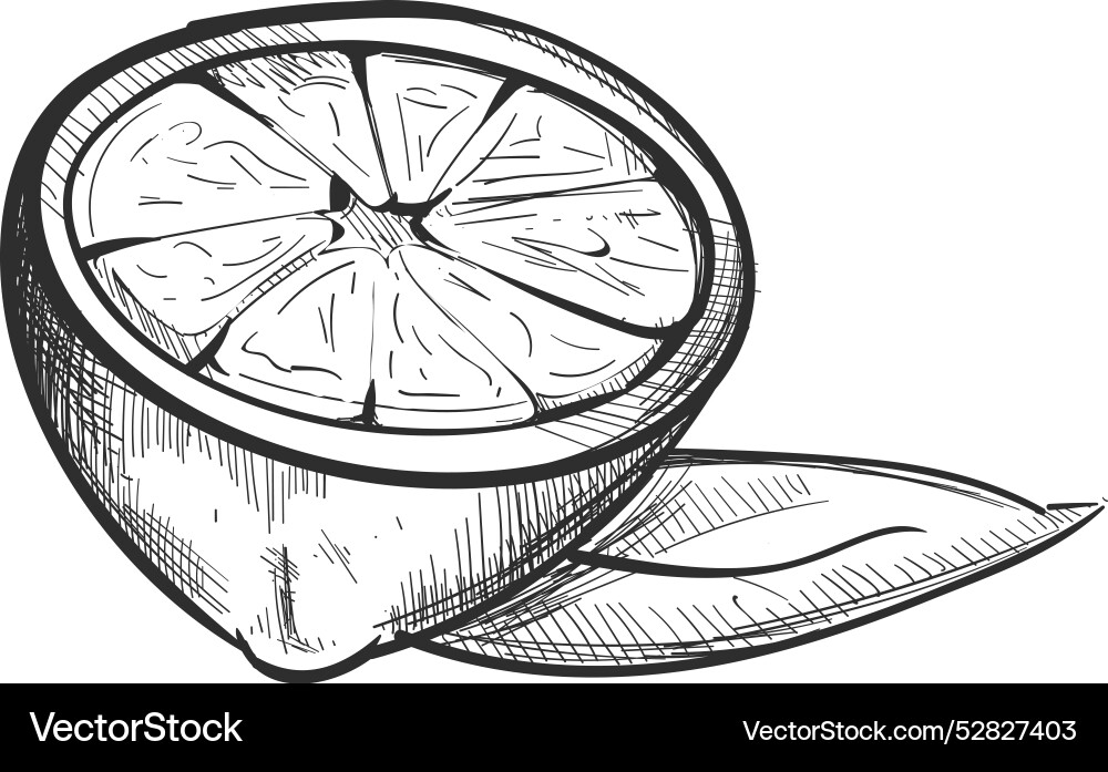 Lemon half engraving hand drawn fruit cut Vector Image