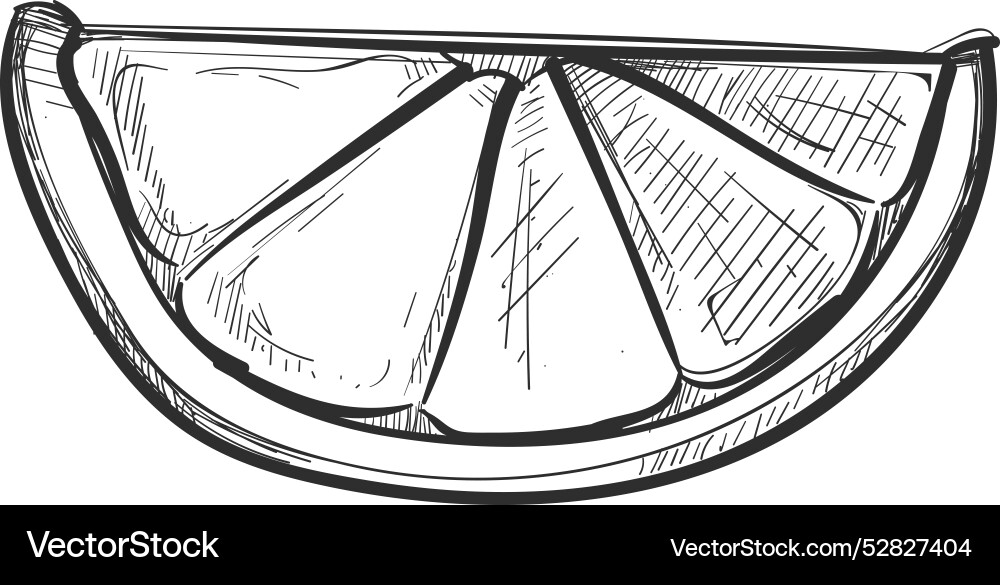 Lemon slice drawing natural citrus piece sketch Vector Image