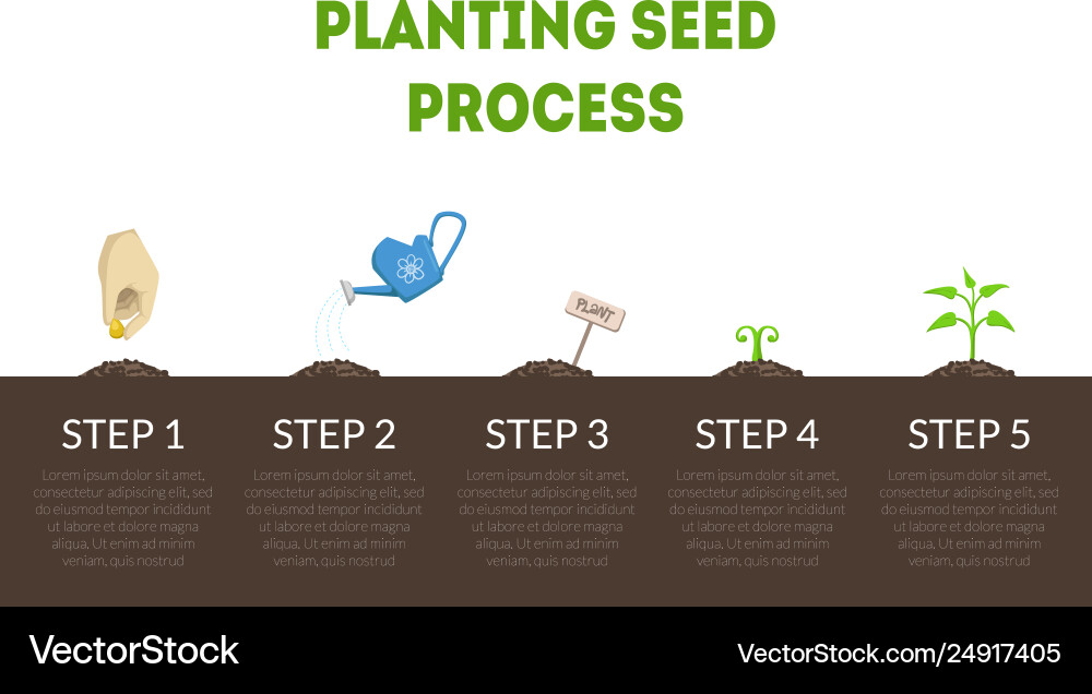 Planting seed process banner stages growth Vector Image