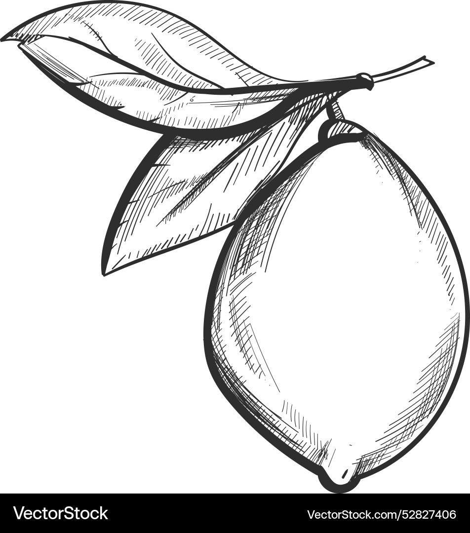Lemon growing on branch with leaves natural fruit Vector Image