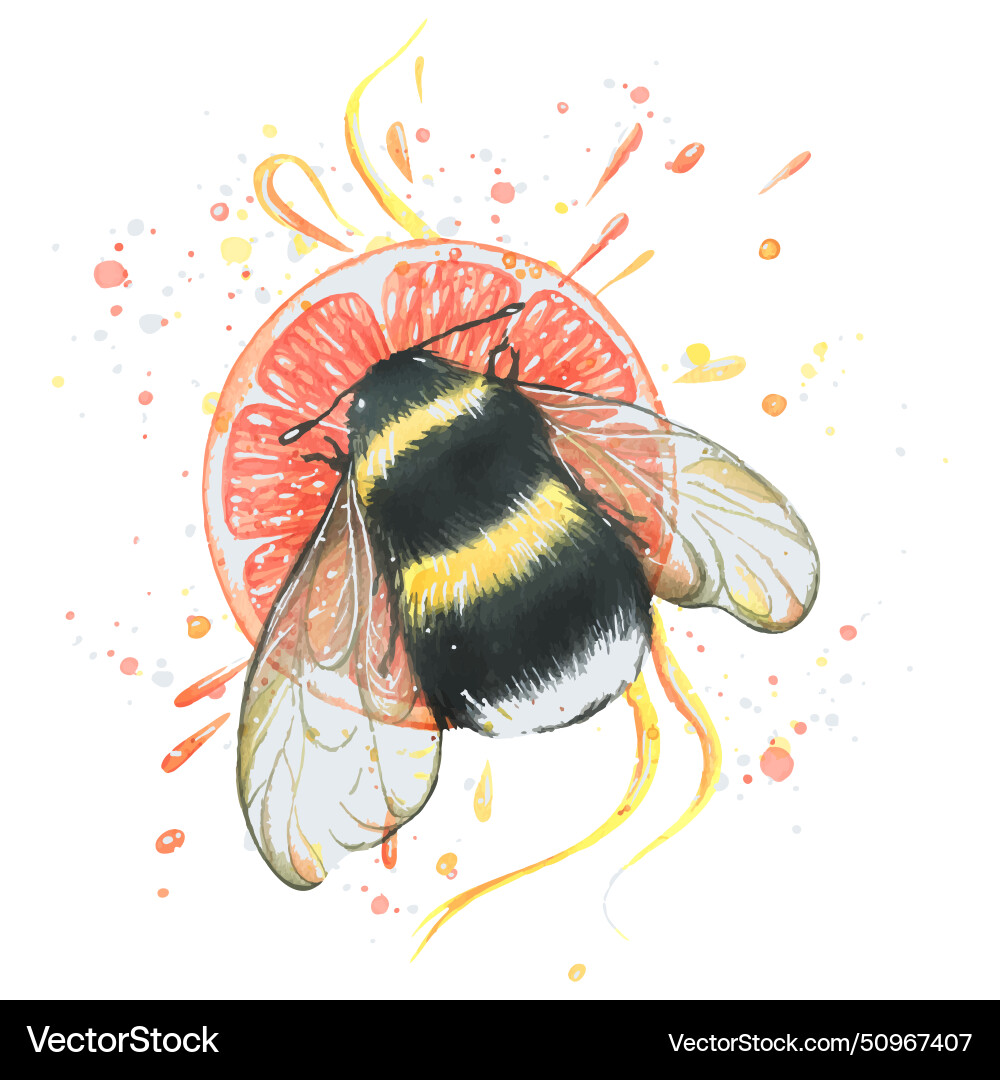 Bumblebee with a round piece of grapefruit Vector Image
