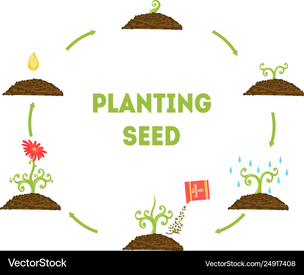 Planting seed banner stages growth flower Vector Image