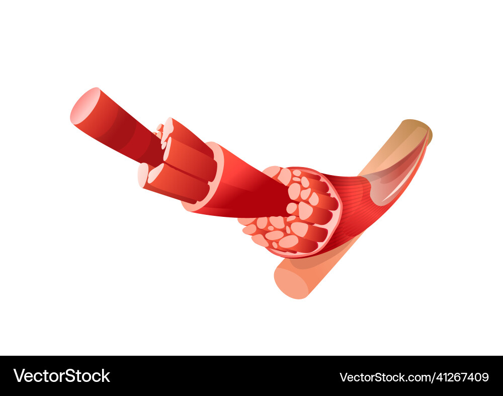 Skeletal muscle structure close up Royalty Free Vector Image