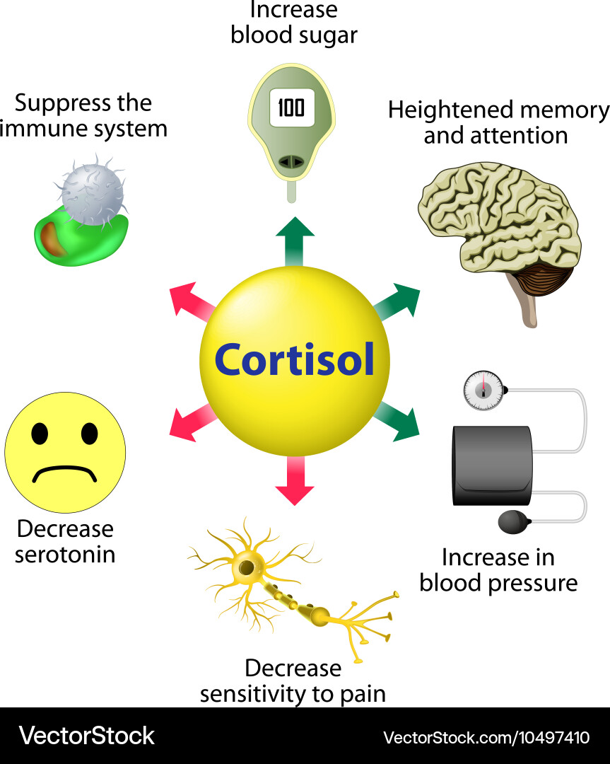Cortisol functions Royalty Free Vector Image - VectorStock