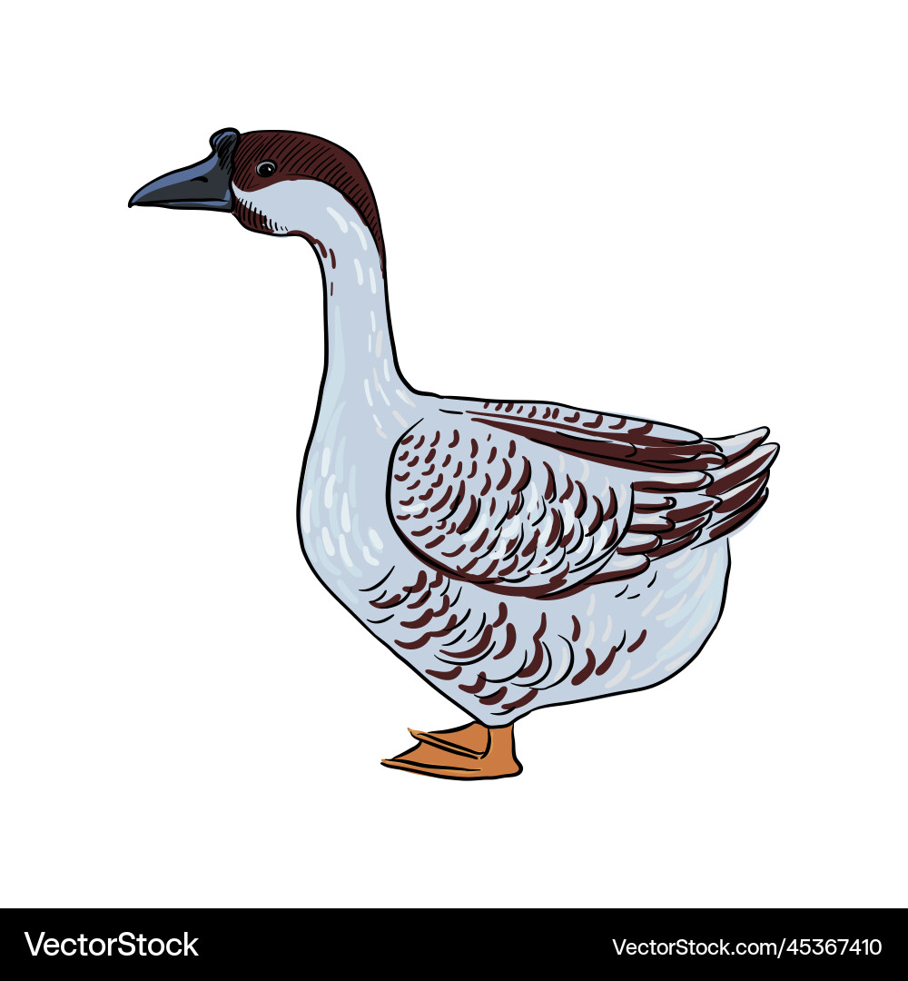 Drawing domestic goose Royalty Free Vector Image