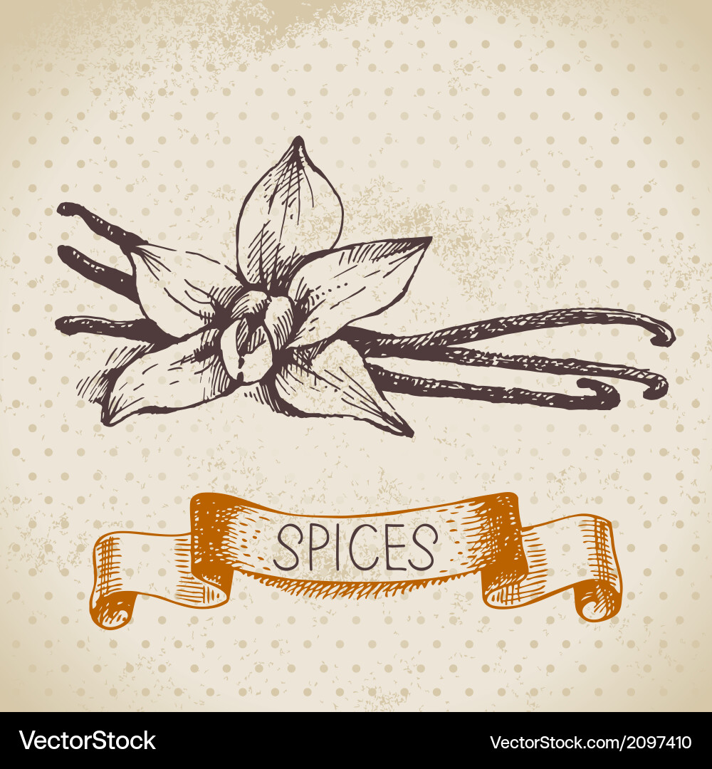 Kitchen herbs and spices Royalty Free Vector Image