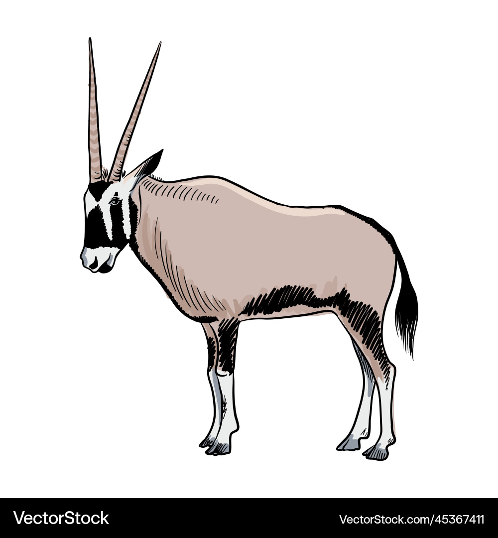 Drawing animal east african oryx Royalty Free Vector Image