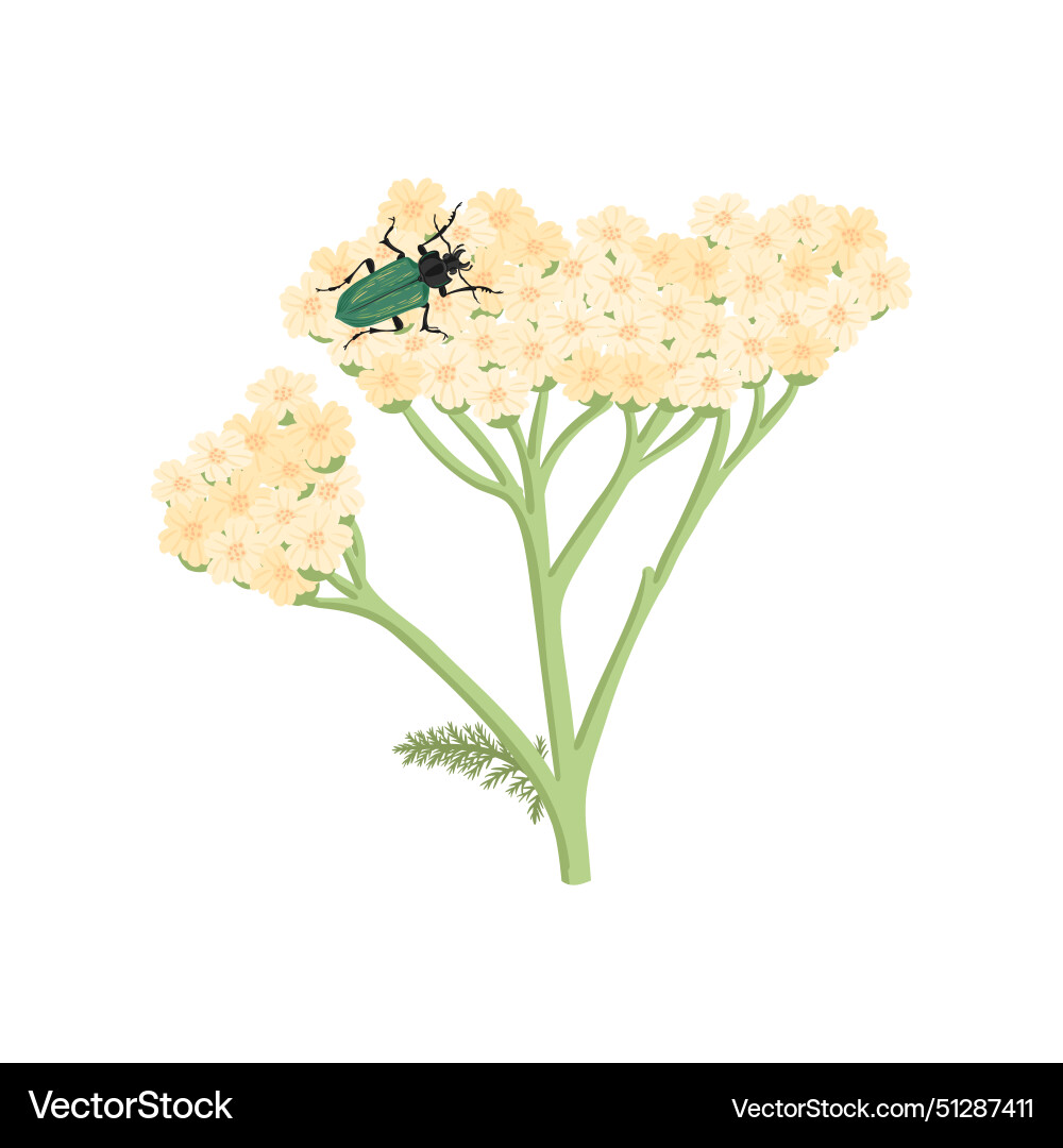 Drawing flower of yarrow Royalty Free Vector Image