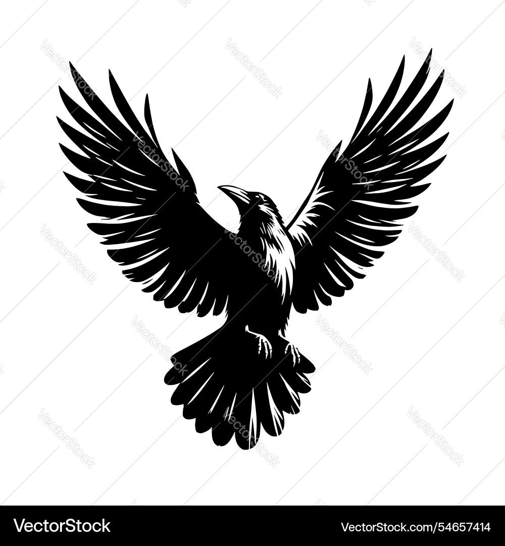 Black crow in flight wings spread wide Royalty Free Vector