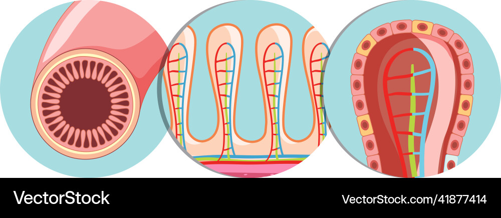 Diagram showing intestinal villus structure Vector Image