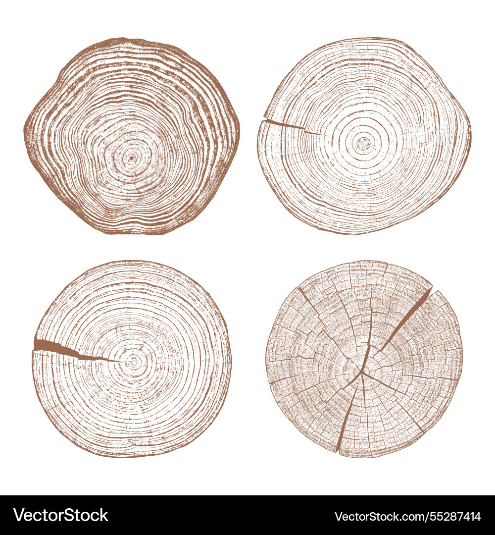 Wood texture cross section of tree rings Vector Image
