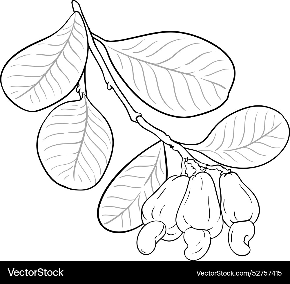 Cashew branch with nuts outline Royalty Free Vector Image