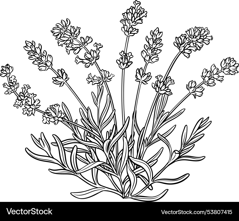 Lavender plant with flowers outline Royalty Free Vector