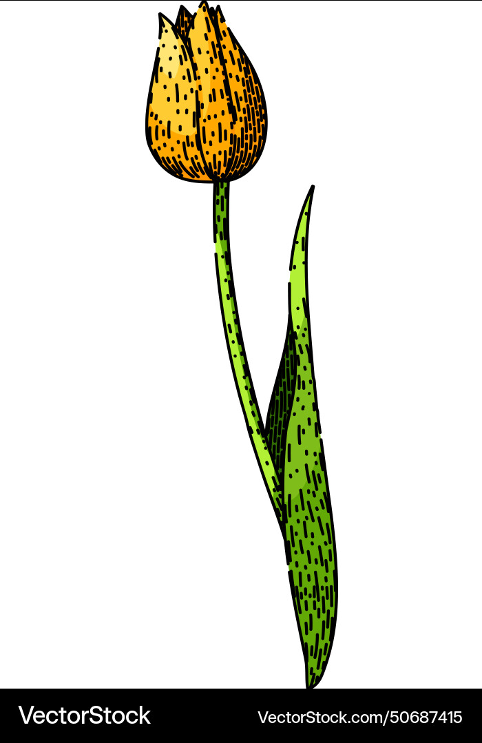 Spring tulip sketch hand drawn Royalty Free Vector Image