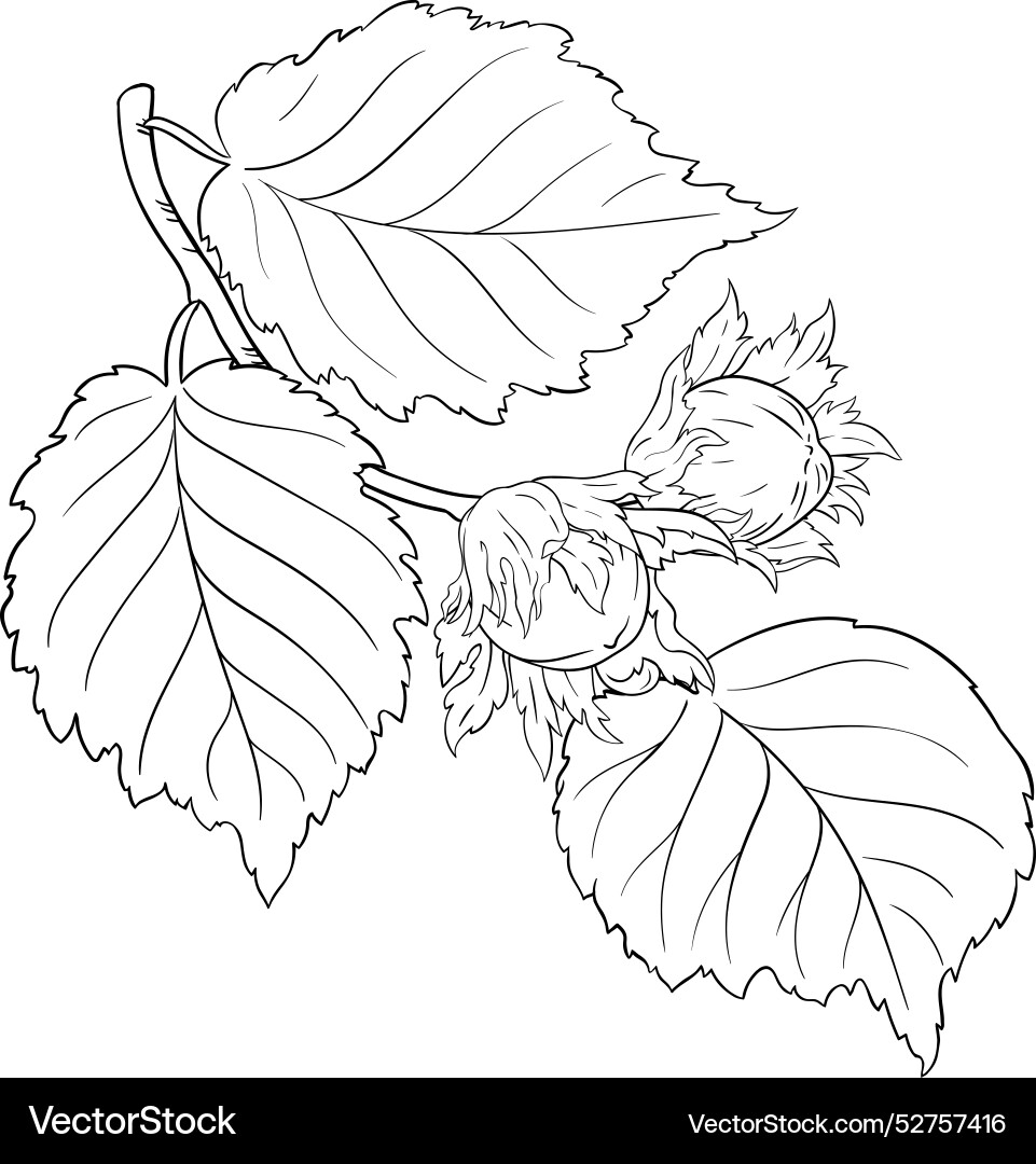 Hazelnut branch with nuts outline Royalty Free Vector Image