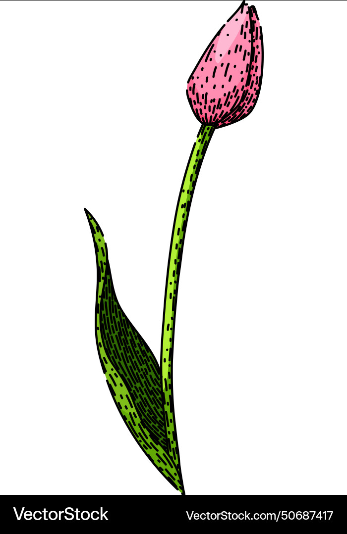 Top tulip sketch hand drawn Royalty Free Vector Image