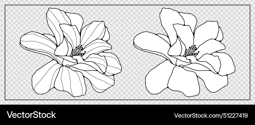 Hand drawn flower outline Royalty Free Vector Image