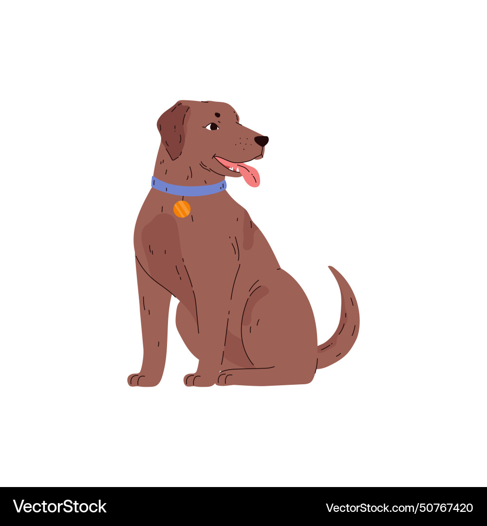 A chocolate labrador wearing Royalty Free Vector Image