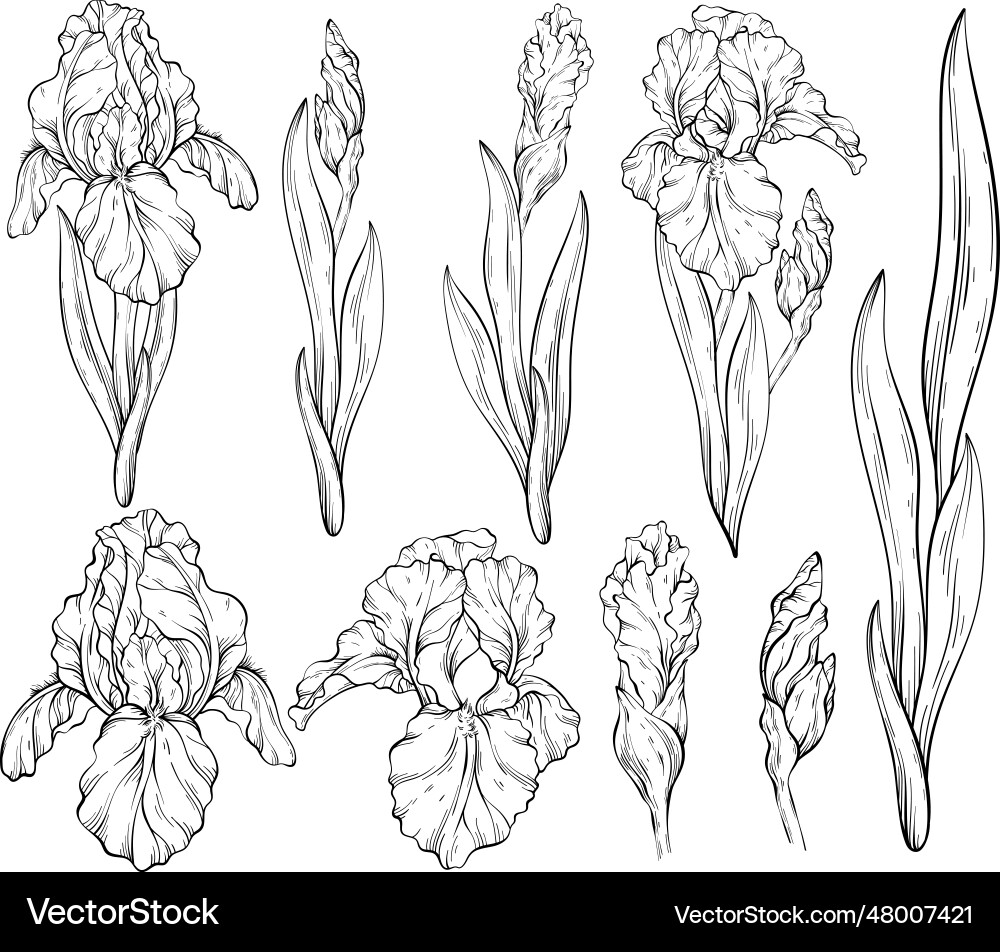 Black and White Iris Floral Set Royalty Free Vector Image