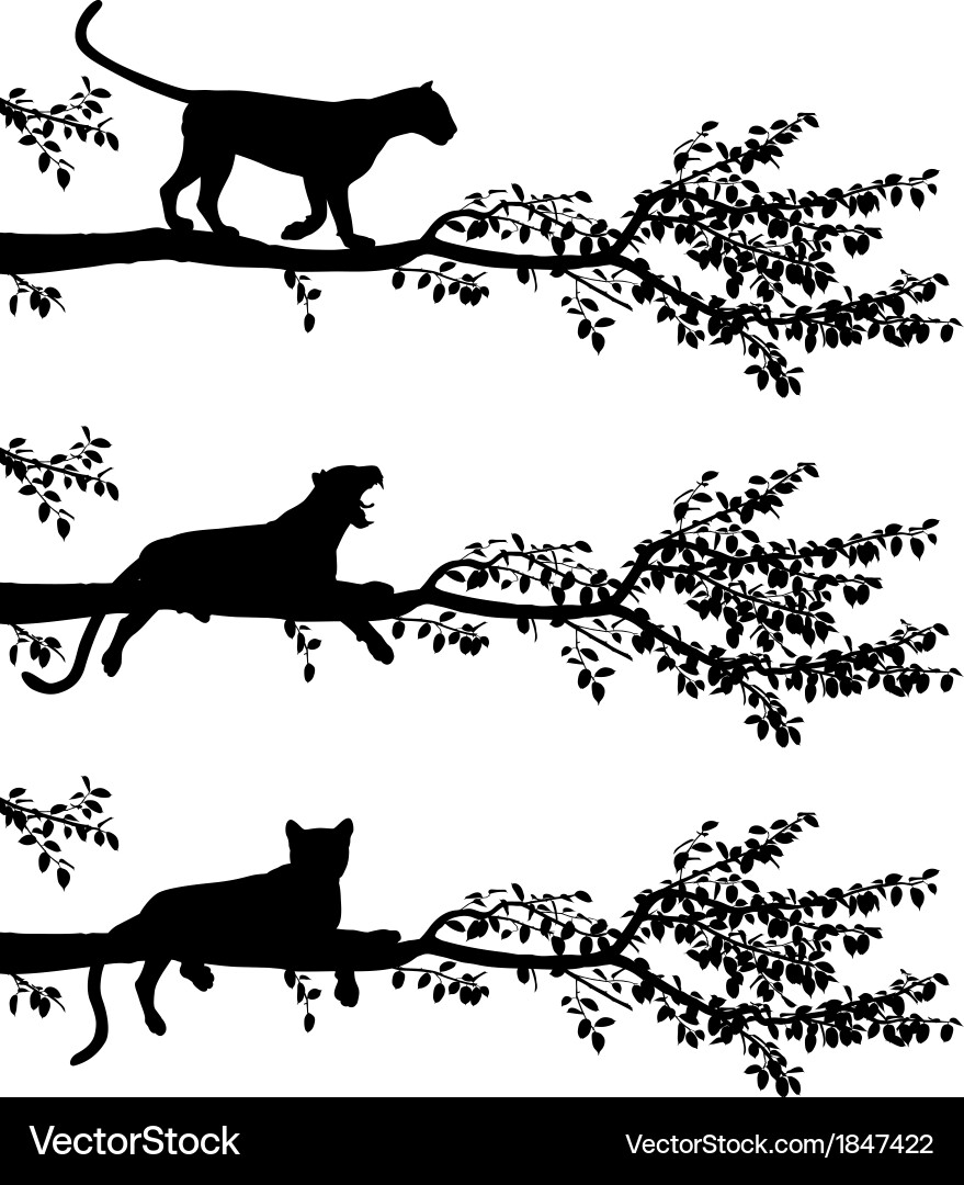 Tree leopard Royalty Free Vector Image - VectorStock