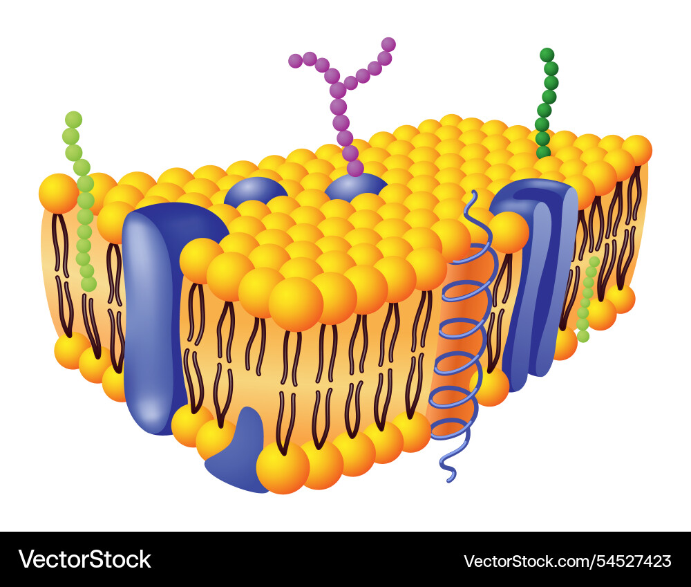 Cell membrane anatomical structure Royalty Free Vector Image