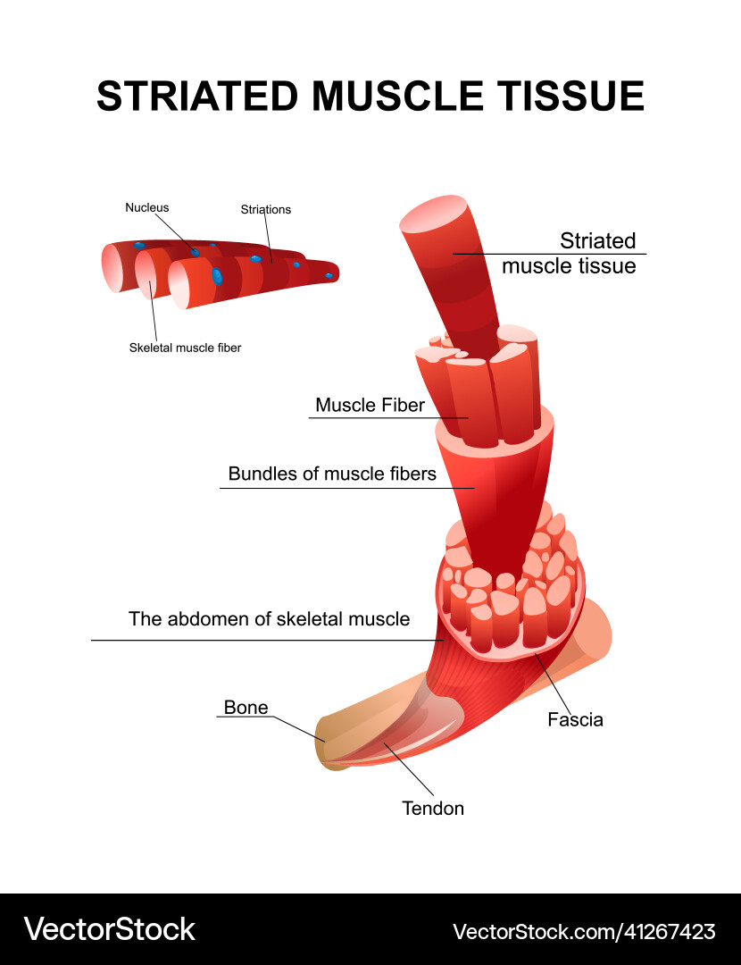 Skeletal muscle structure close up Royalty Free Vector Image